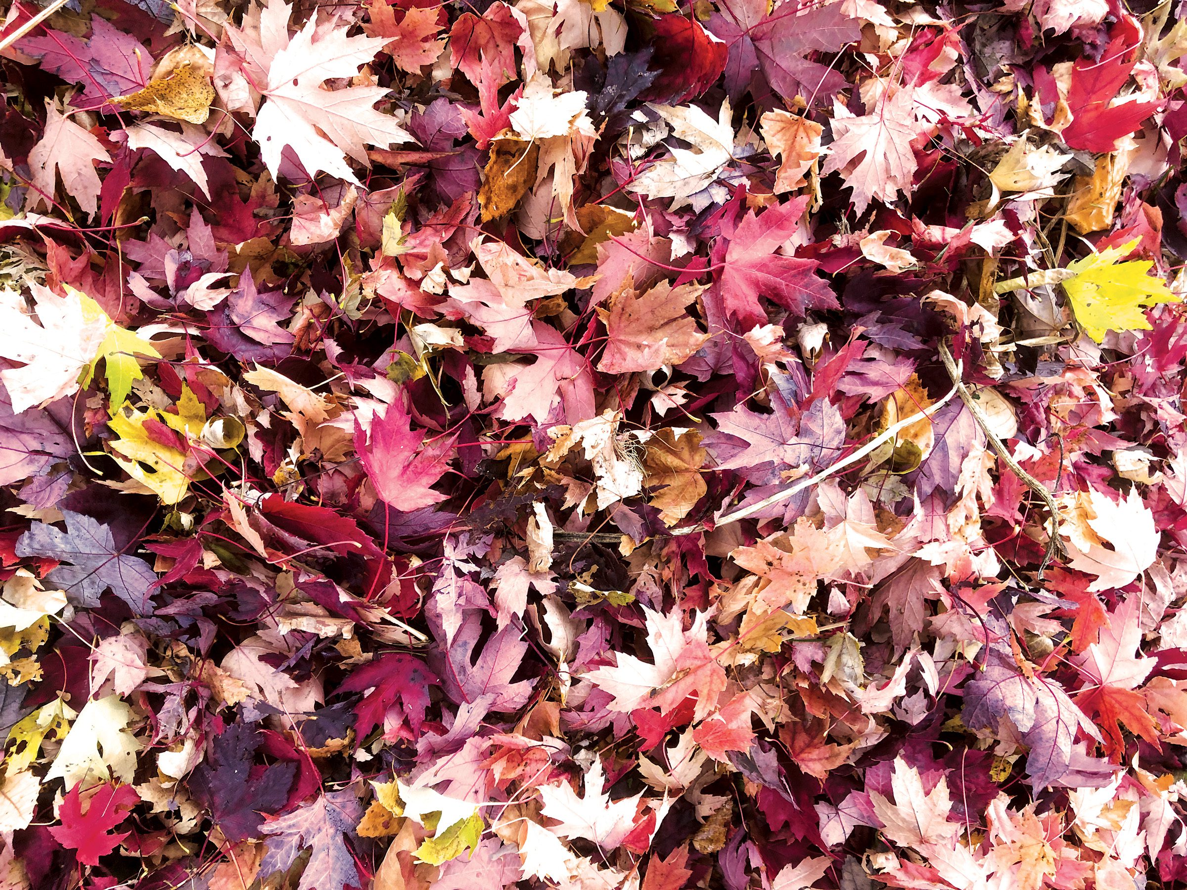 Fall 2023 Inspire(d) Editor's Letter » I Love Inspire(d)